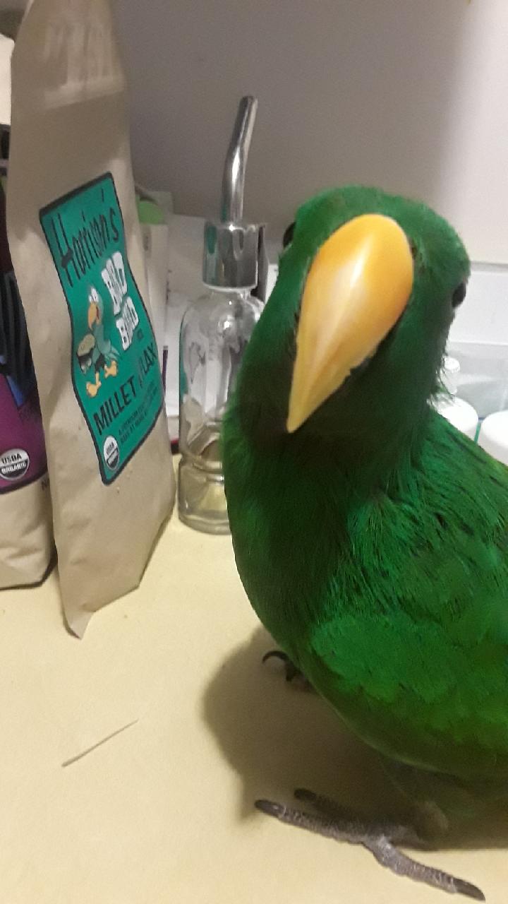 Bird Behavior Problems | All Creatures Veterinary Hospital