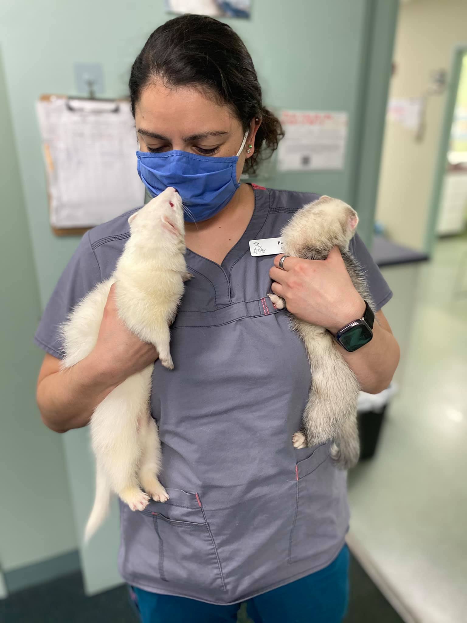 What is a Vet Tech (AKA Superhero)? - All Creatures Veterinary Hospital