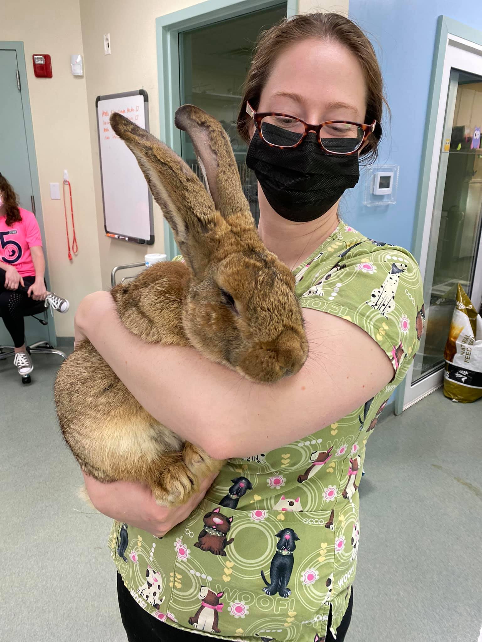 What is a Vet Tech (AKA Superhero)? | All Creatures Veterinary Hospital